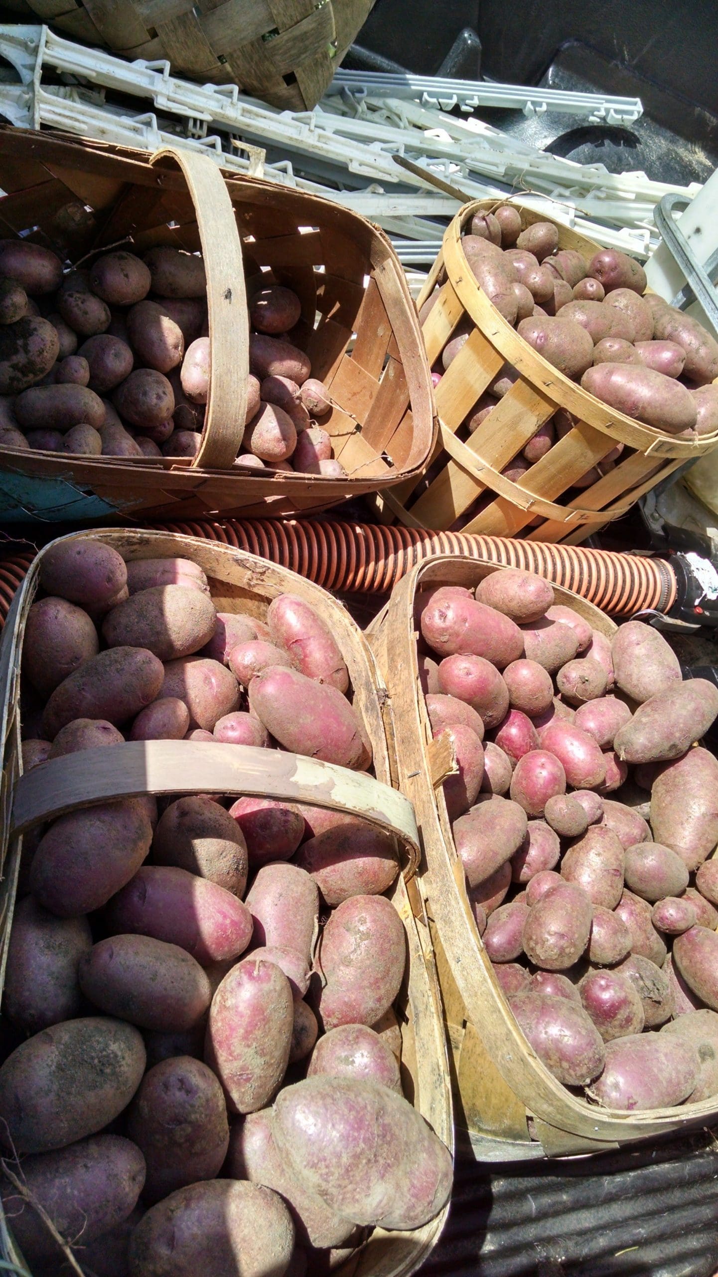 Spud Light - Wrong Direction Farm