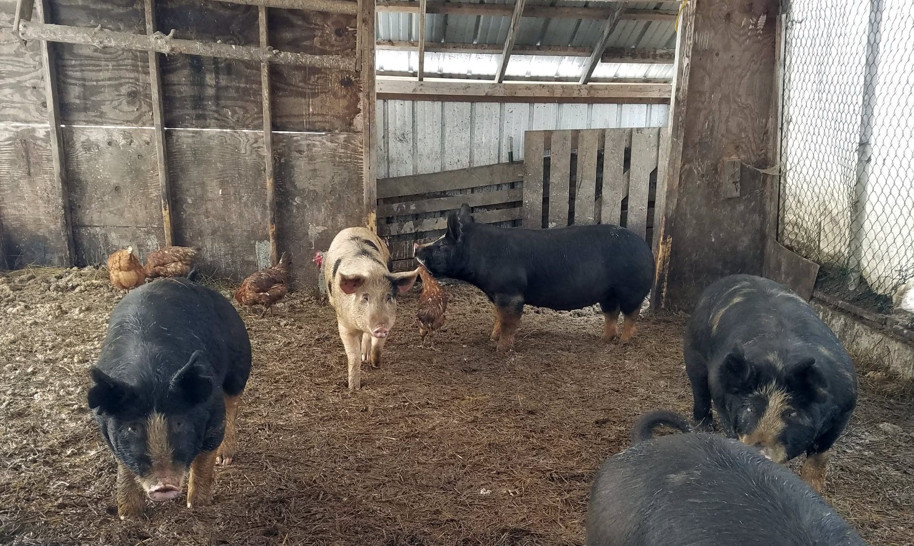 Chickens Grooming Pigs – Wrong Direction Farm