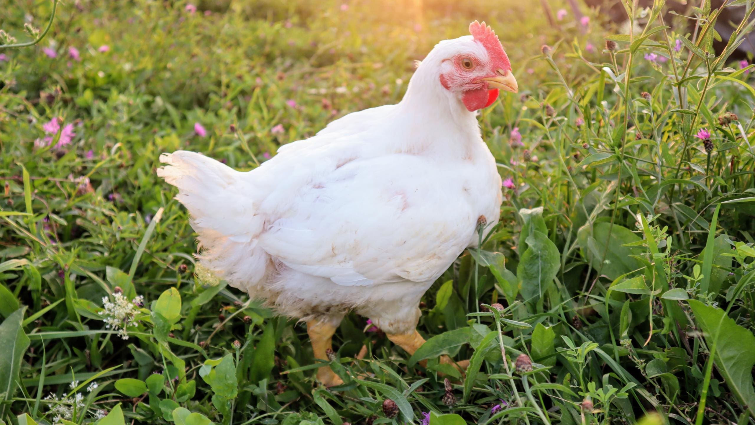 About Pasture Raised Chicken - Wrong Direction Farm
