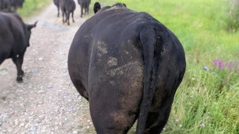 What Grass Finished Cattle Look Like – Wrong Direction Farm
