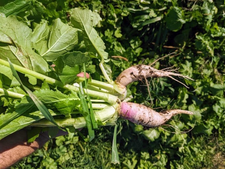 How We Use Chickens as No-Till Seed Planters – Wrong Direction Farm