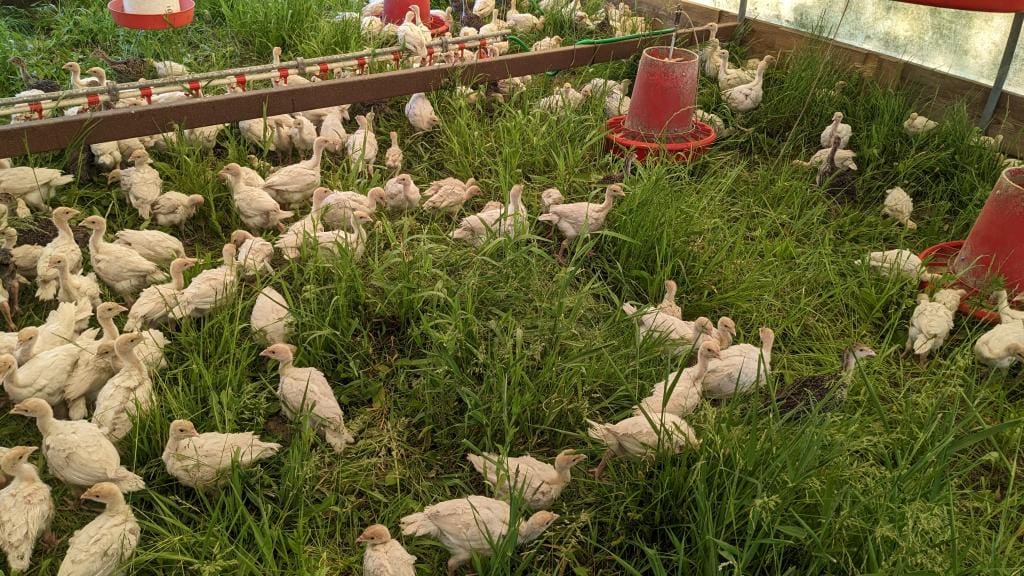 Moving Turkeys to their Training Pasture – Wrong Direction Farm