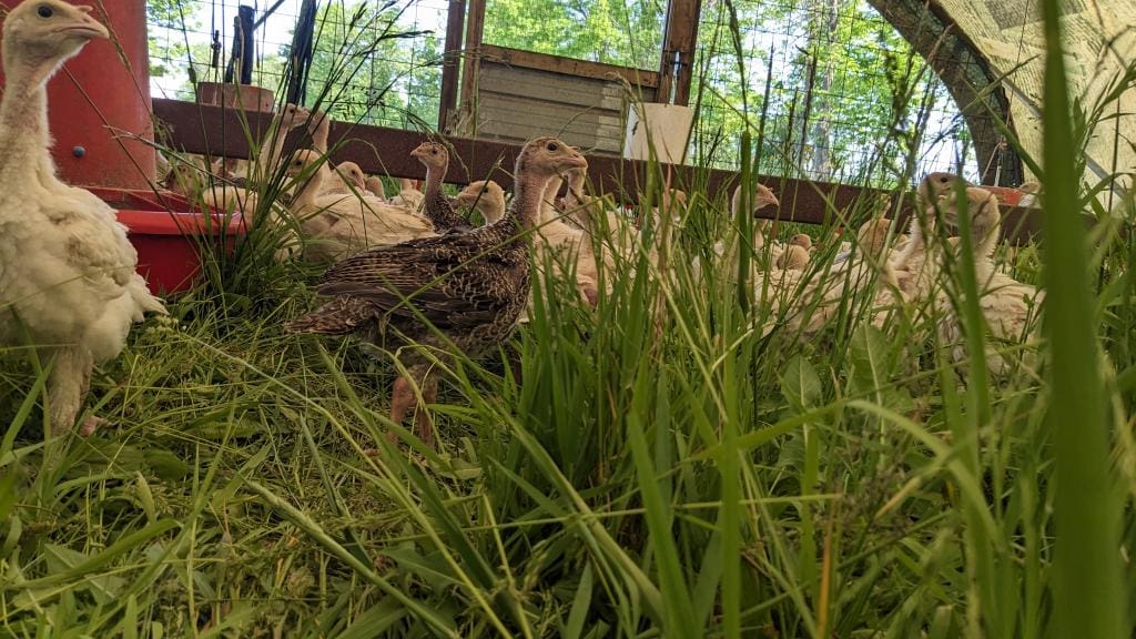 Moving Turkeys to their Training Pasture – Wrong Direction Farm